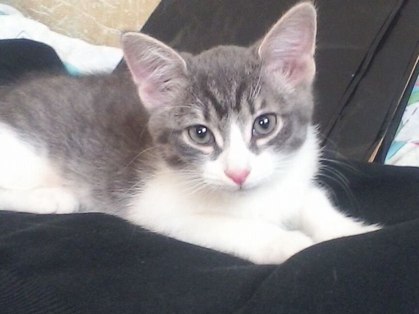 Кот