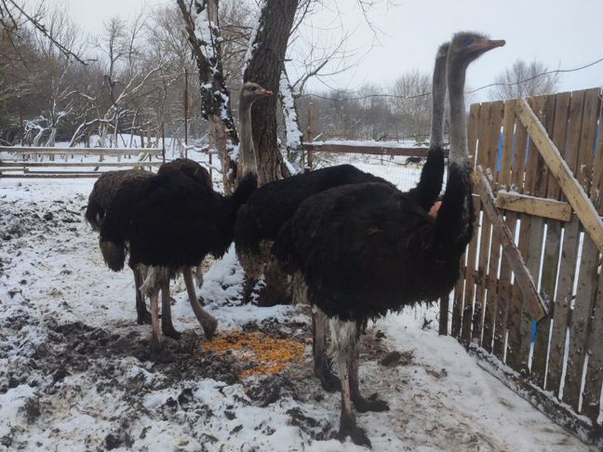 Страус мальчик обменяюсь