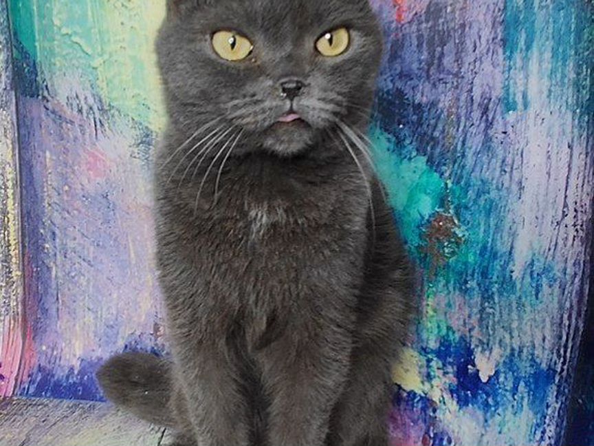 Ищет дом шикарный котик Сема
