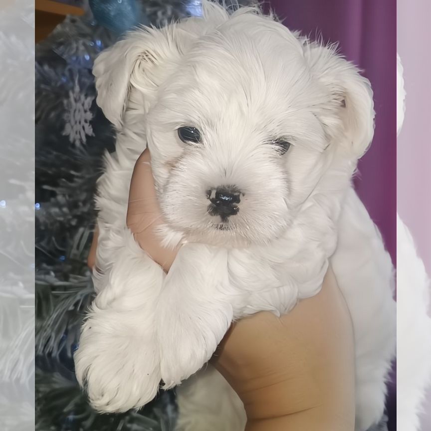 Бивер-йоркширский терьер, щенок