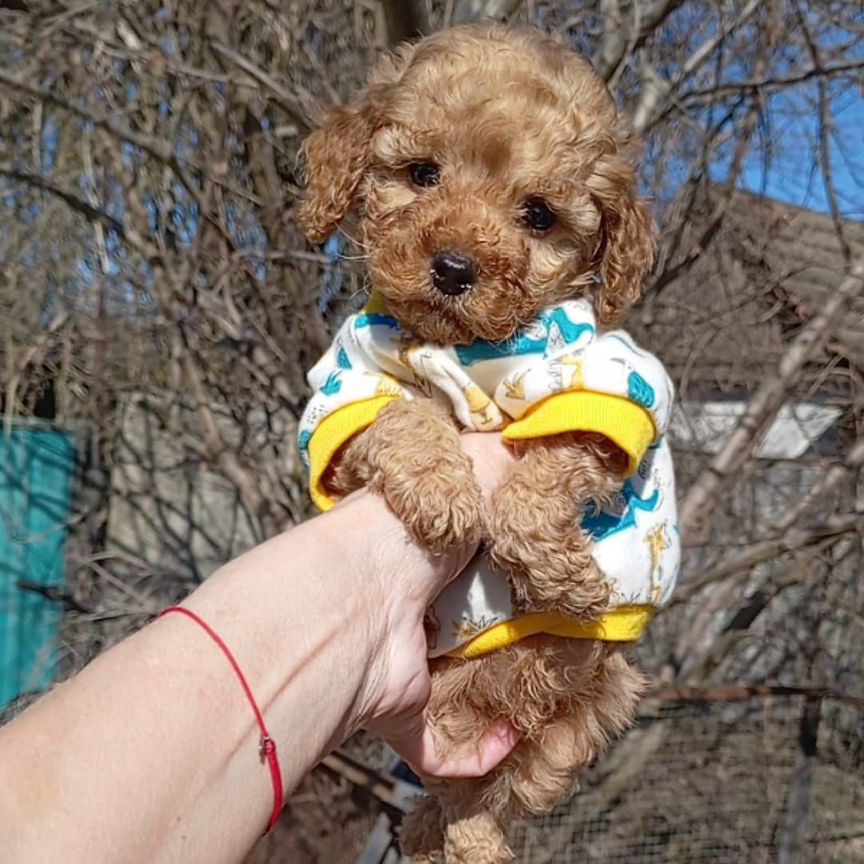 Той-пудель мальчик