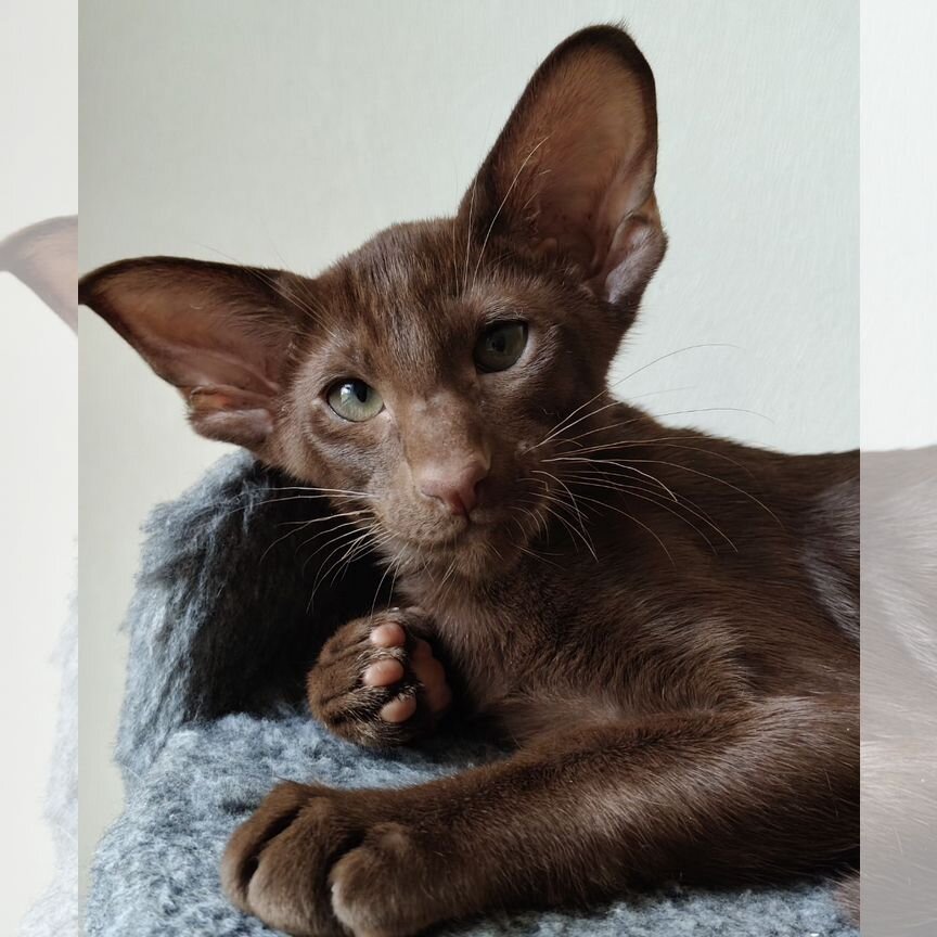 Ориентальный котёнок