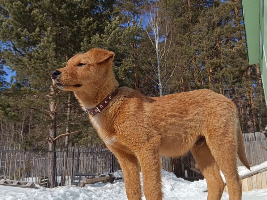 Собака в добрые руки