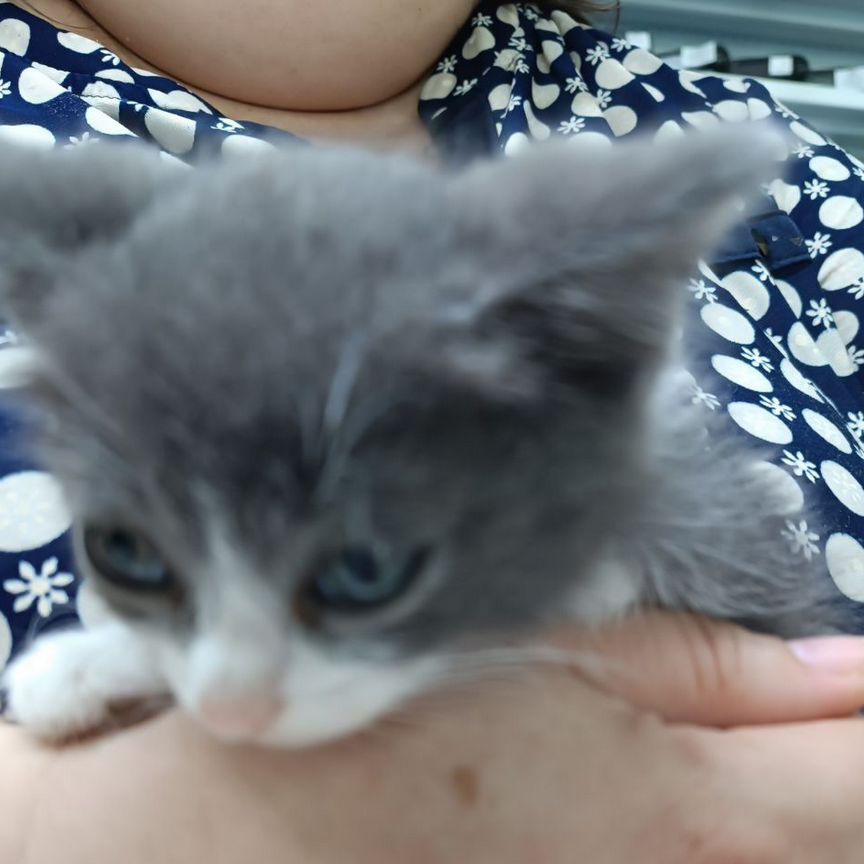 Котёнок в добрые руки
