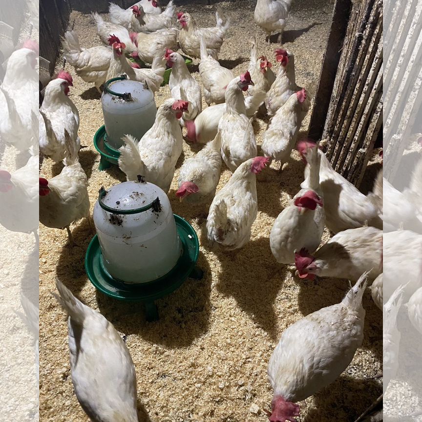 Куры несушки