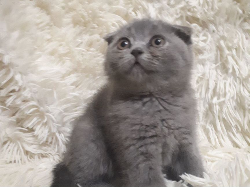 Вислоухие котята