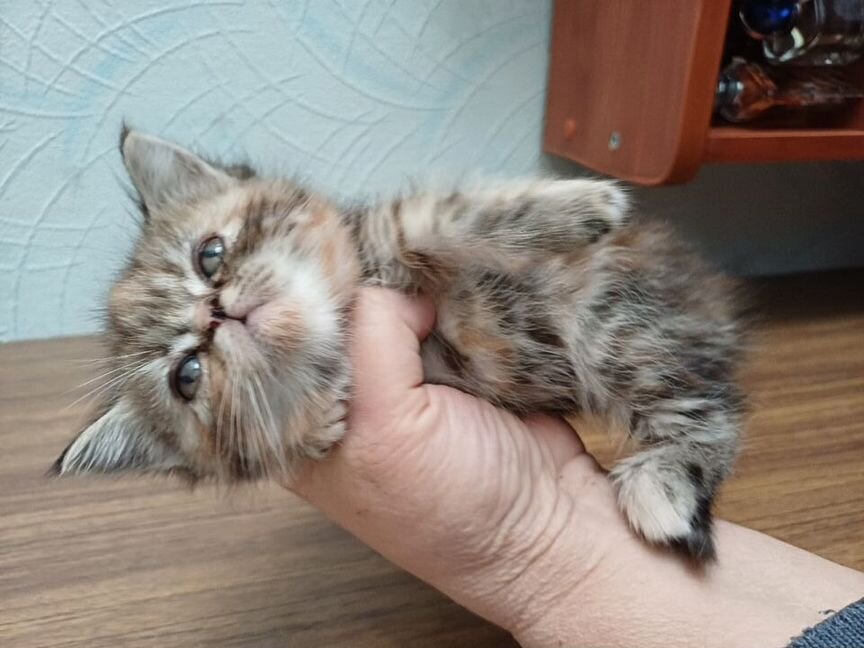 3Х цветная ласковая Малышка от мамы экзотки