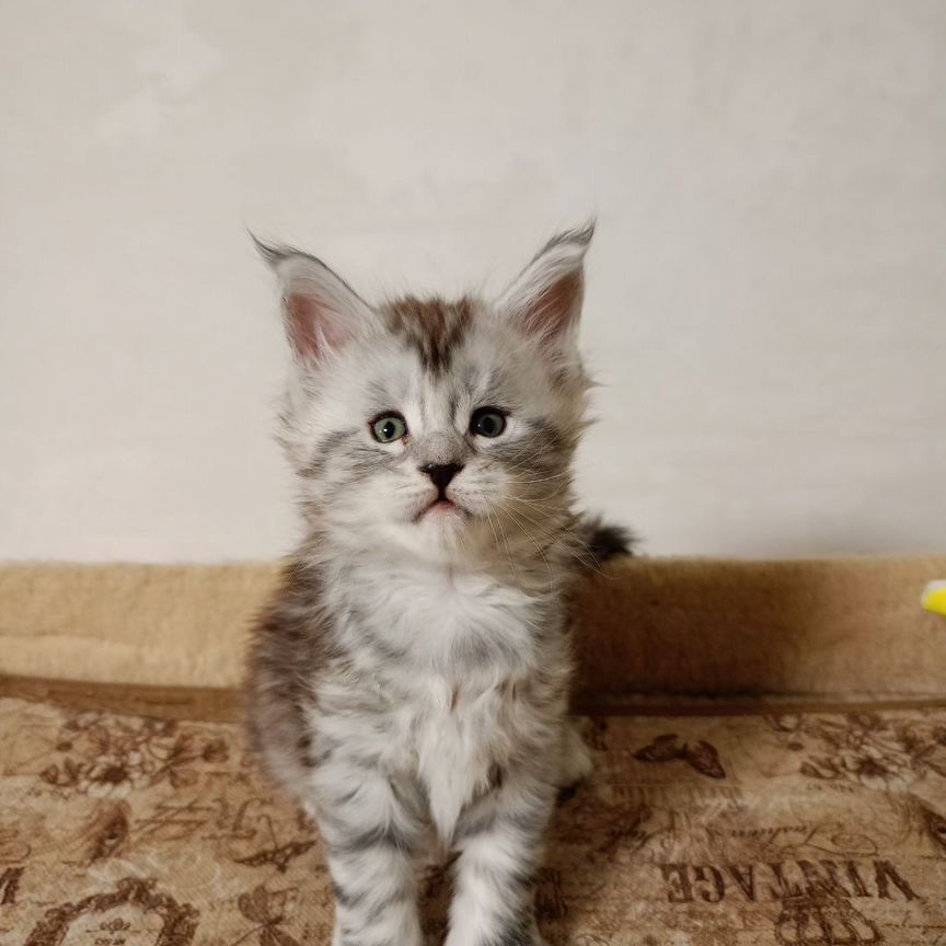 Котята мейн-кун
