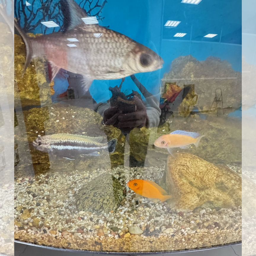 Аквариум с тумбой 300 литров с рыбками