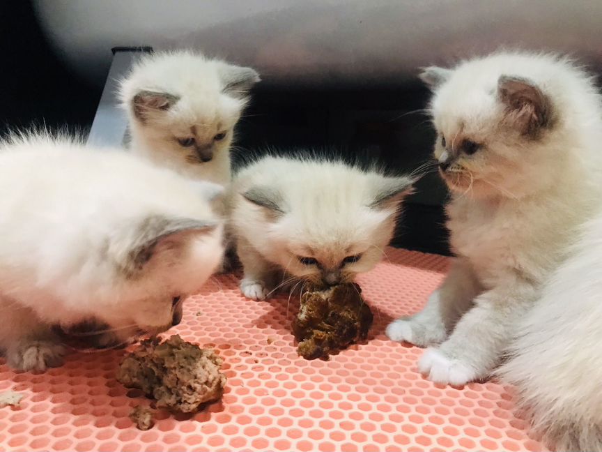 Котята невские маскарадные