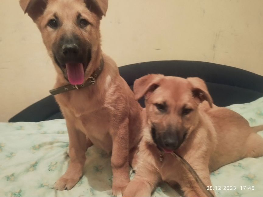 Щенки в добрые руки. 3,5 месяца