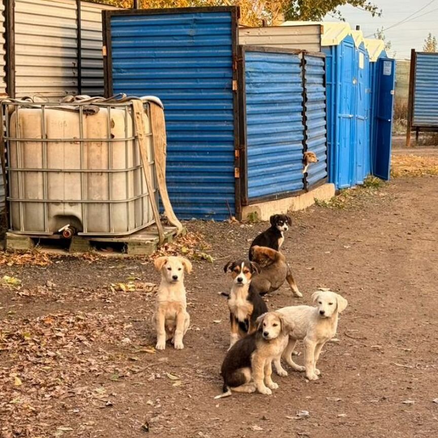 Щенок в добрые руки