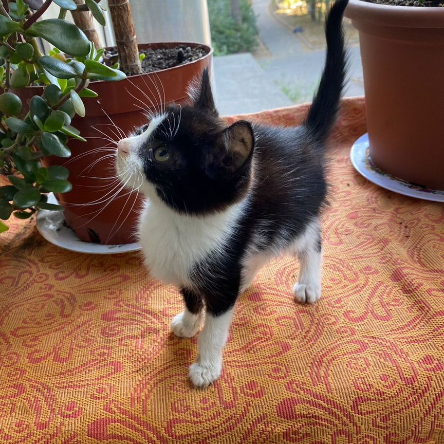 Очень ручная и ласковая кошечка 2 месяца