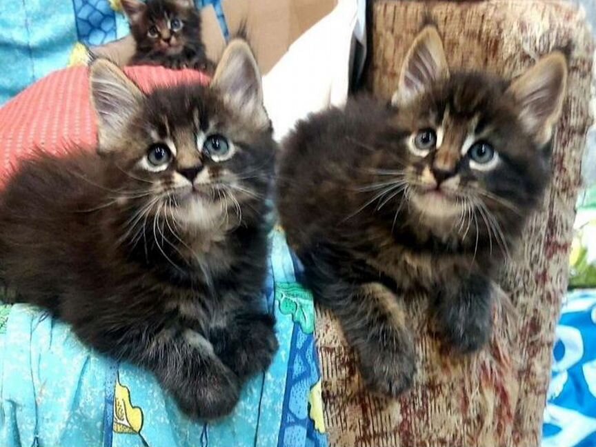 Парни и девчата с кистями