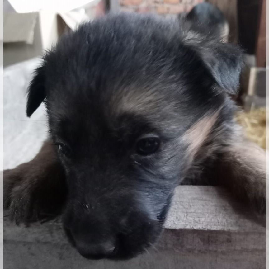 Продам щенков немецкой овчарки