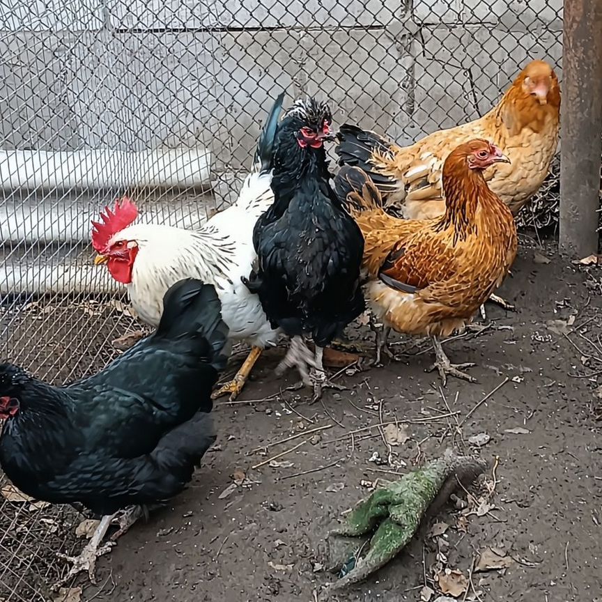 Куры и петухи домашние