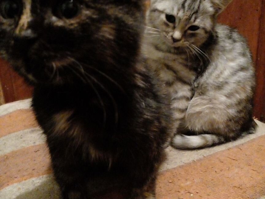 Отдам котят