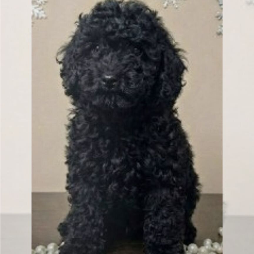 Той-пудель, щенок