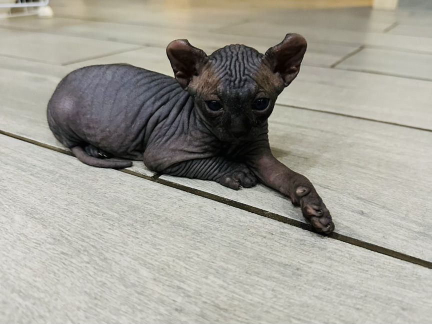 Канадский сфинкс эльф