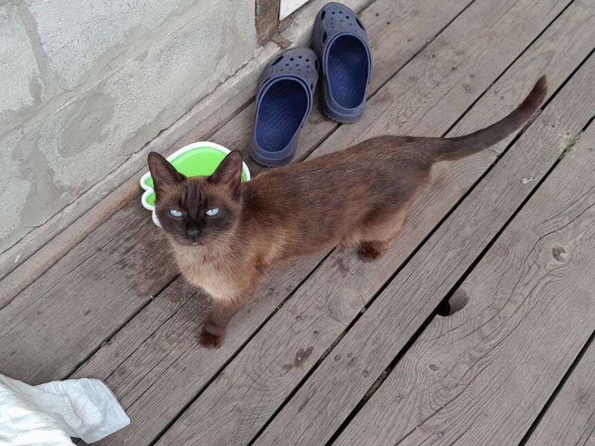 Кошки в добрые руки бесплатно