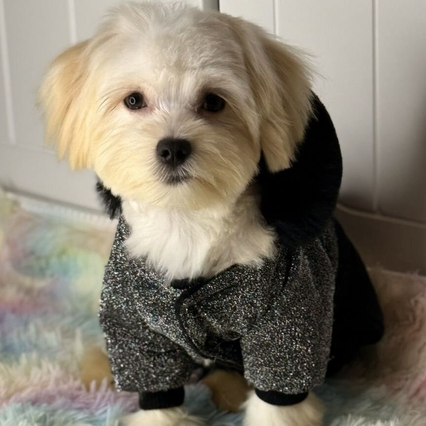 Мальтипу, щенок