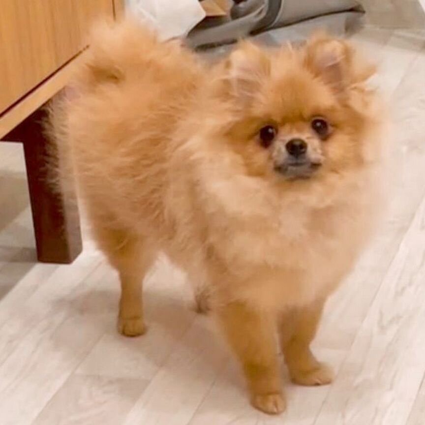 Щенки померанцы с документами