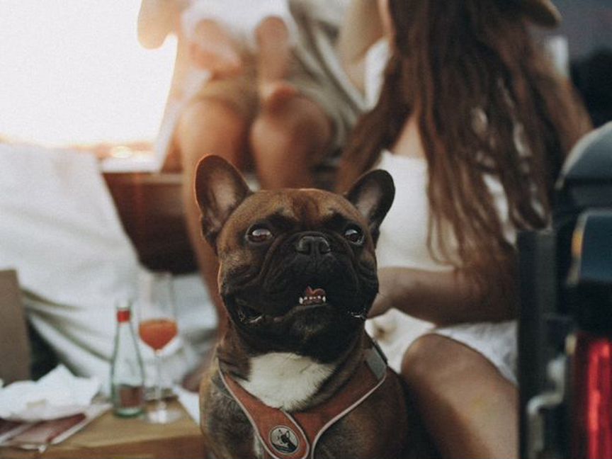 Французский бульдог кобель вязка