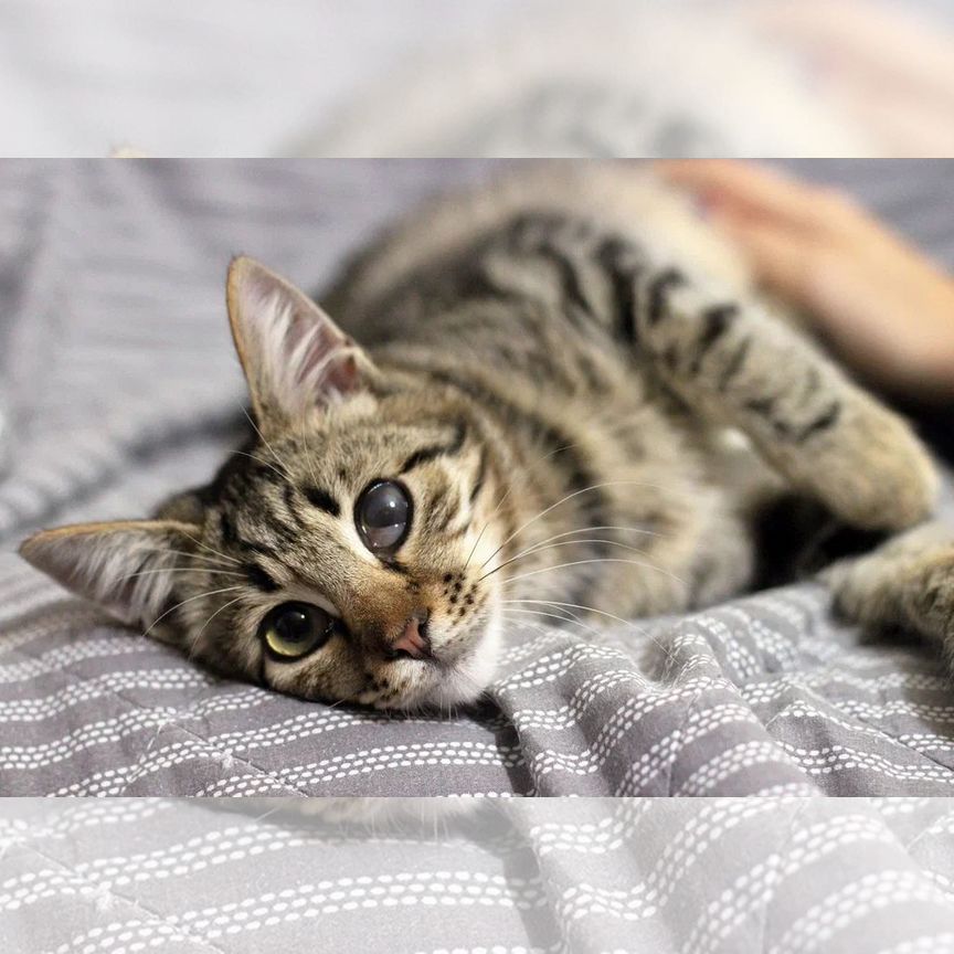 Котик невидимка
