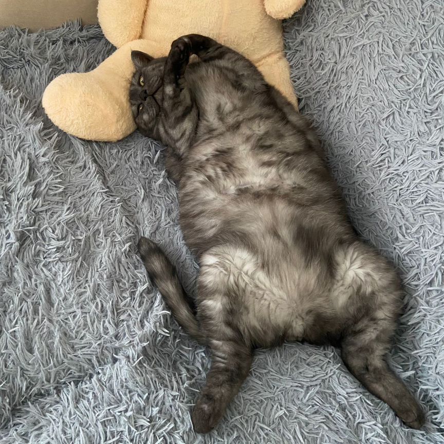 Котята отдам бесплатно
