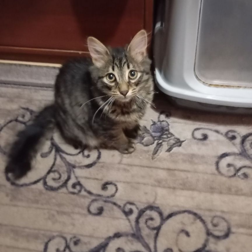 Отдам кота в хорошие руки