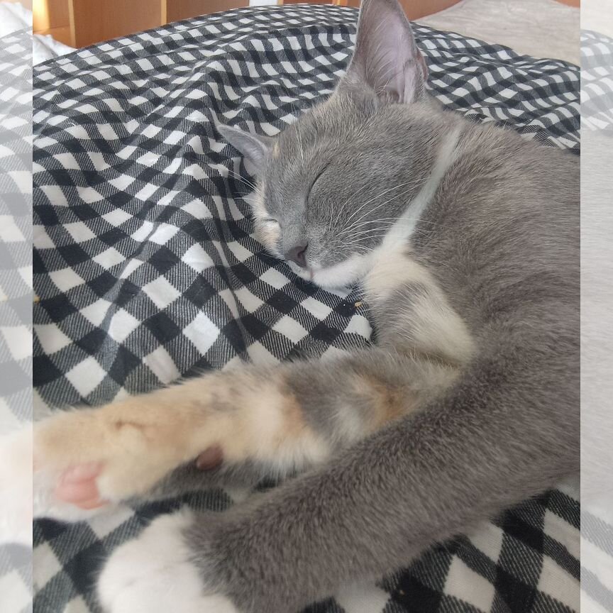 Котёнок в добрые руки