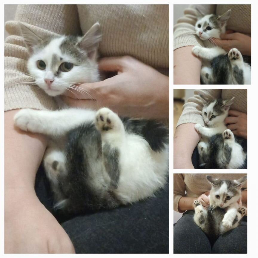 Котенок Костик 3мес смешной симпатяга