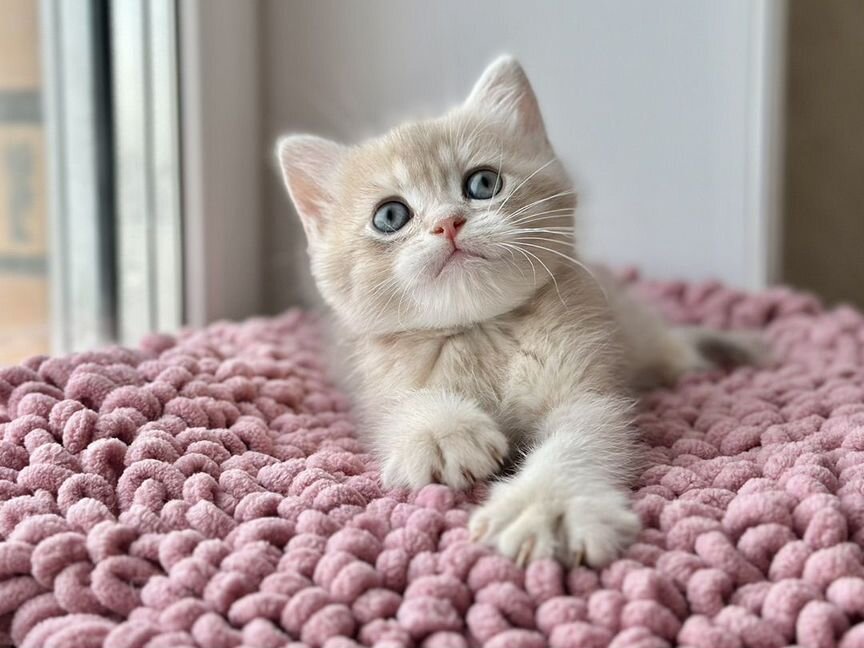 Котик красавчик лиловая золотая шиншилла су12
