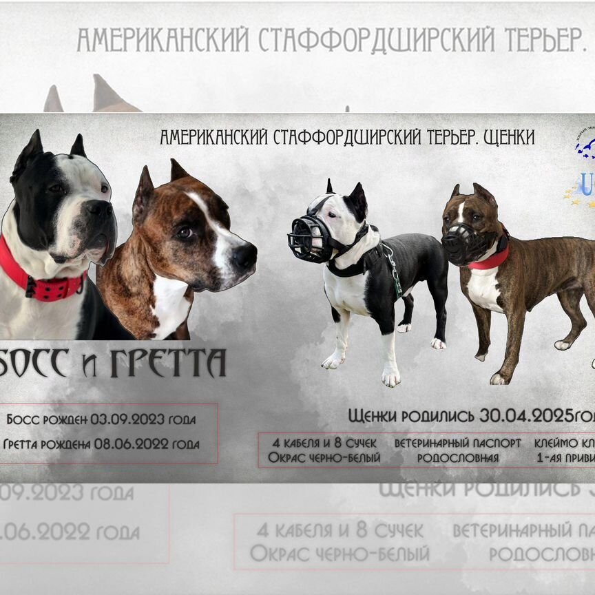 Щенки Американского стаффорширского терьера