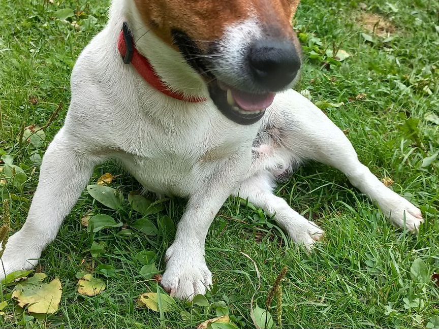 Кобель для вязки джек рассел терьер