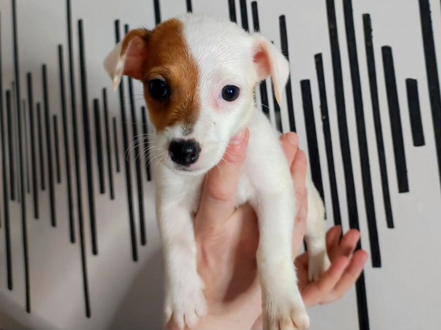 Джек рассел терьер щенок девочка