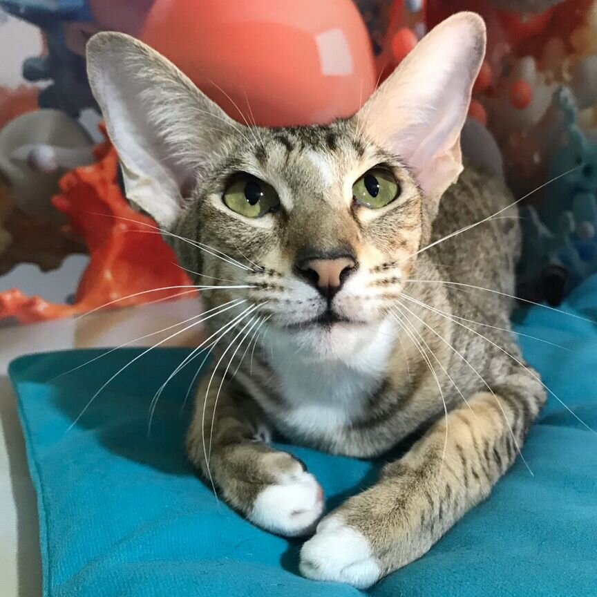 Ориентальная, взрослая кошка