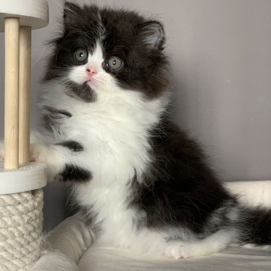 Породостый шотландец