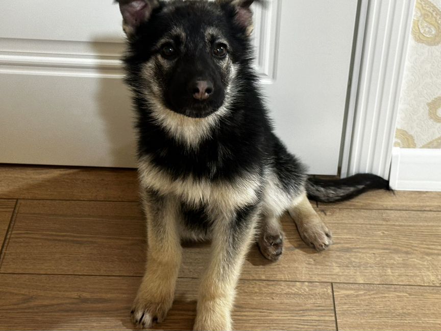 Восточноевропейская овчарка девочка 3,5 мес