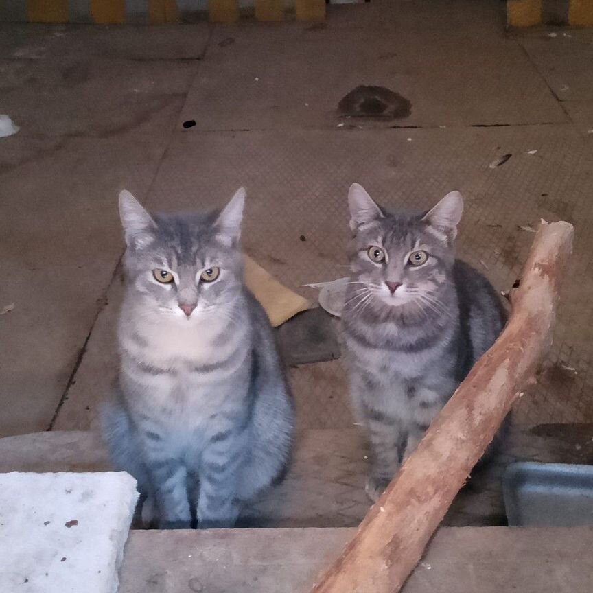 Голодные замёрзшие кошки котята на улице