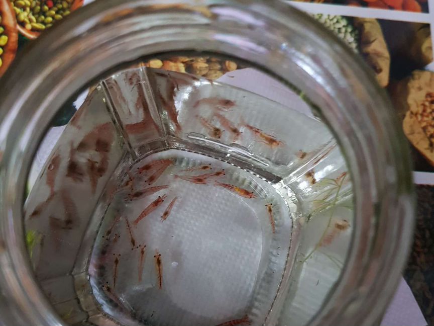 Аквариумные креветки,ампулярии желтые и коричневые