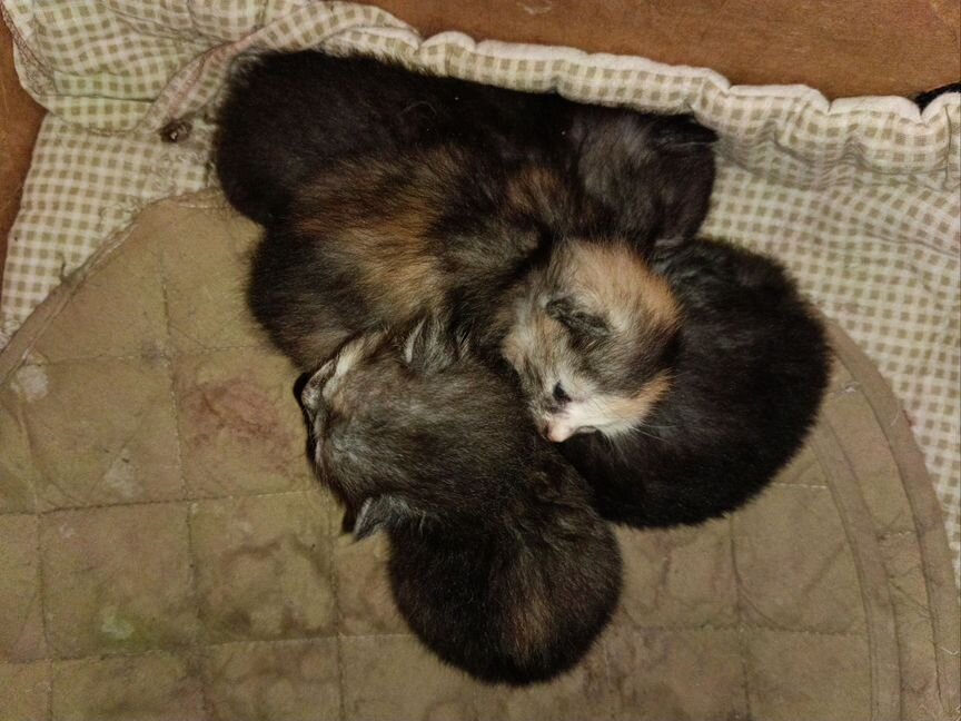 Котята отдам бесплатно