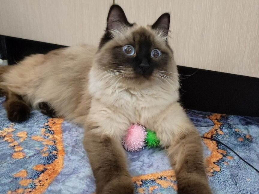 Кошка сиамская