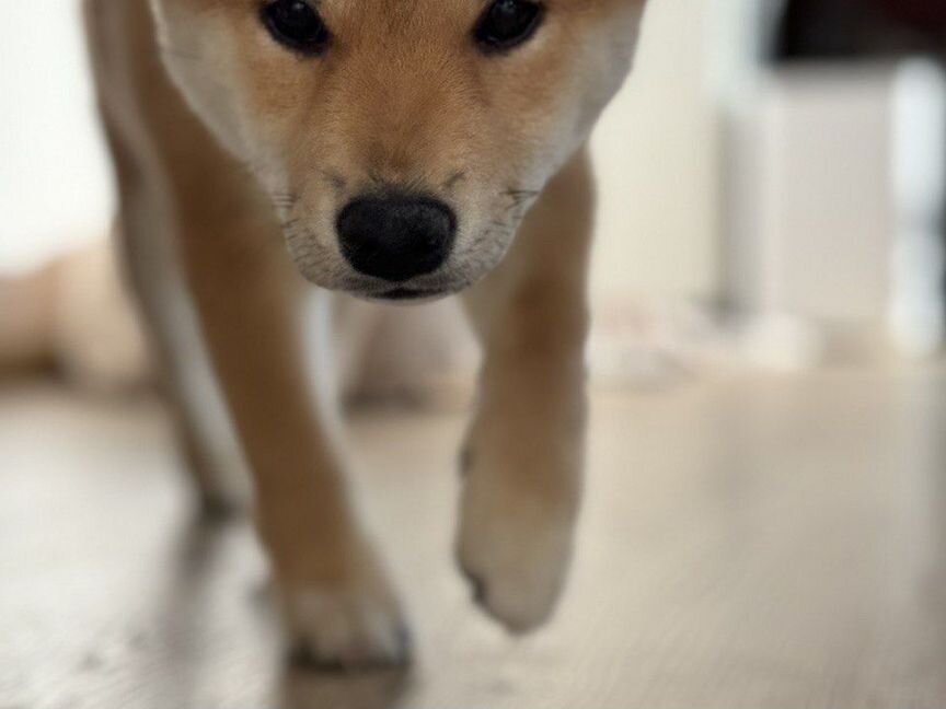 Щенок Сиба-Ину