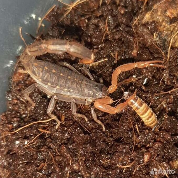 Скорпион (Lychas Tricarinatus)