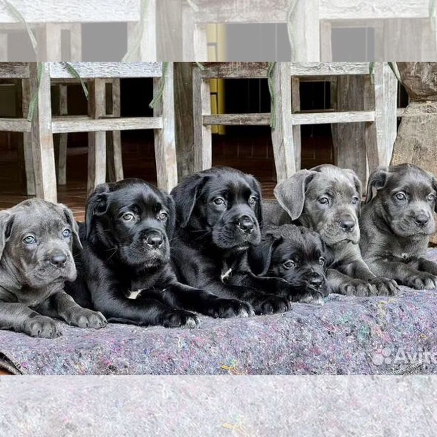 Кане Корсо-Покорители Сердец