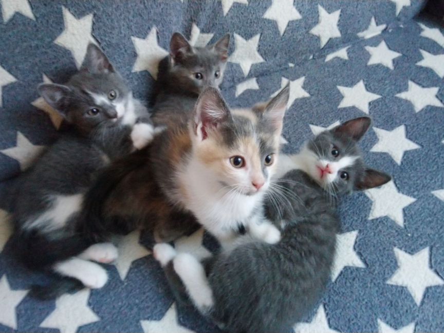 Котята в добрые руки