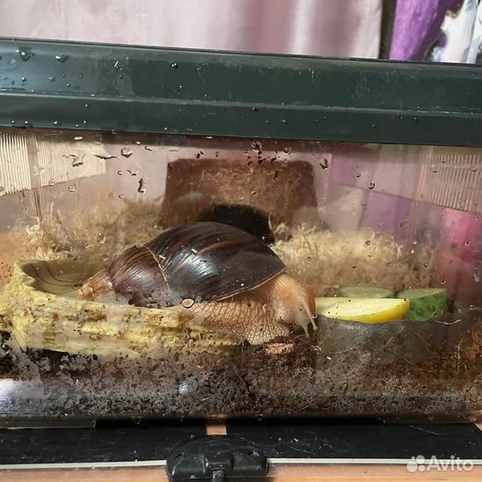 Улитка со всеми вещами бесплатно