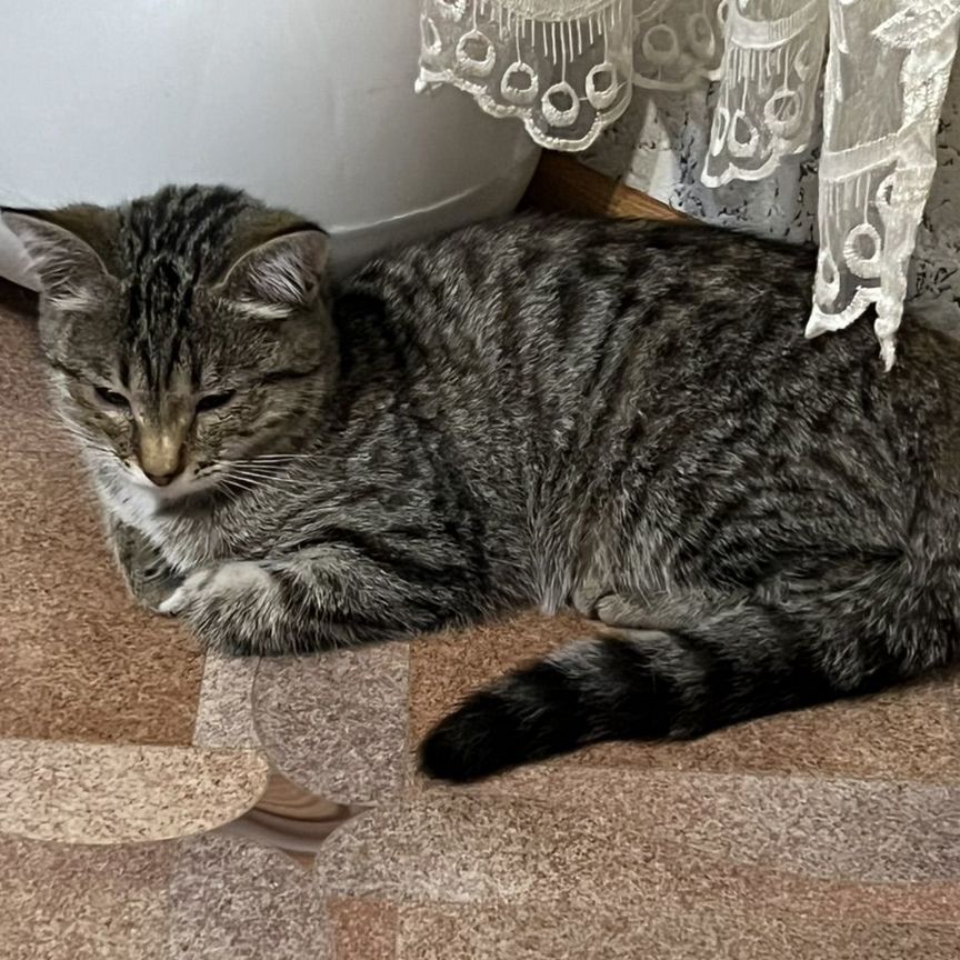 Отдам котенка в добрые руки