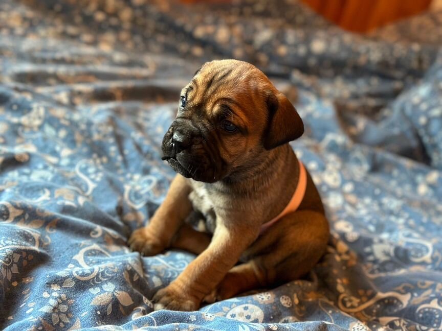 Продажа щенков кане корсо